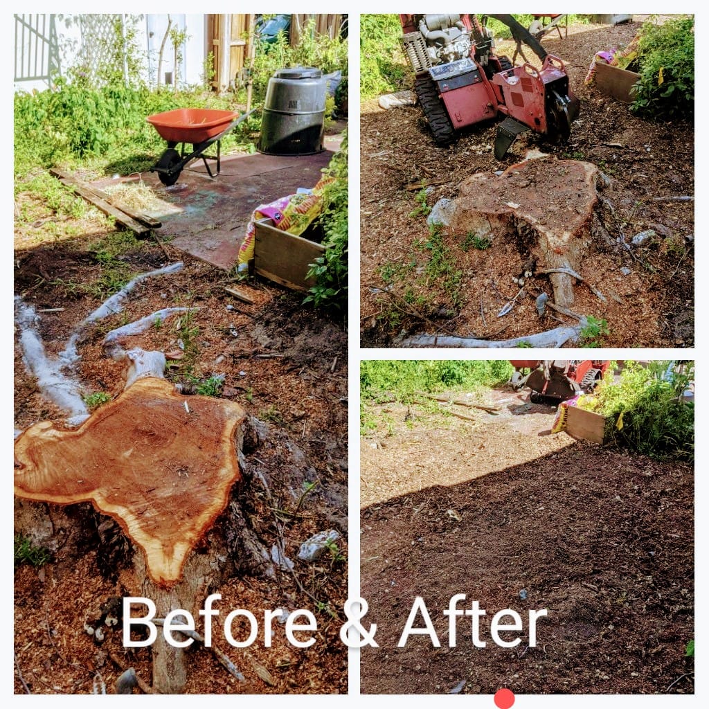Palm Desert Tree Services. Tree Care, Tree Trimming, Removal